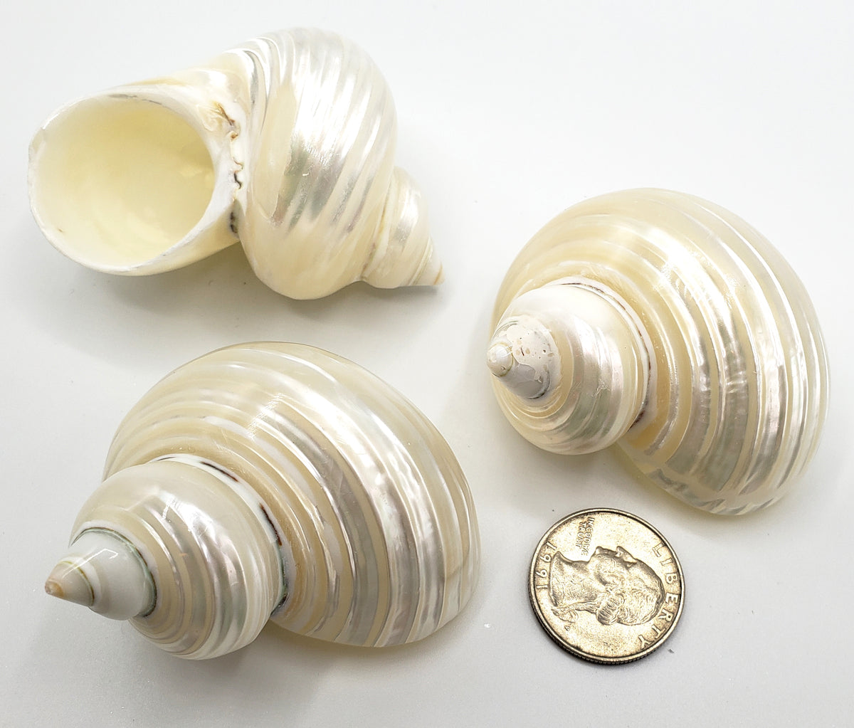 Beach Decor Silversmith Turbo Seashell, XL White Pearl Turbo Shells ...