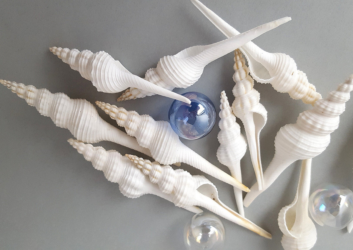 3-5PC White Spindle Seashell, White Spindle Specimen Beach Wedding She ...