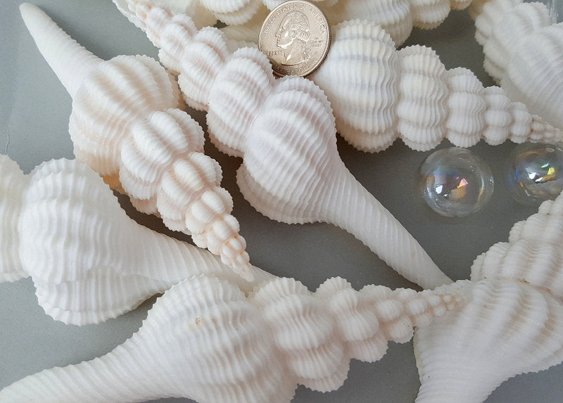 3-5PC White Spindle Seashell, White Spindle Specimen Beach Wedding She ...