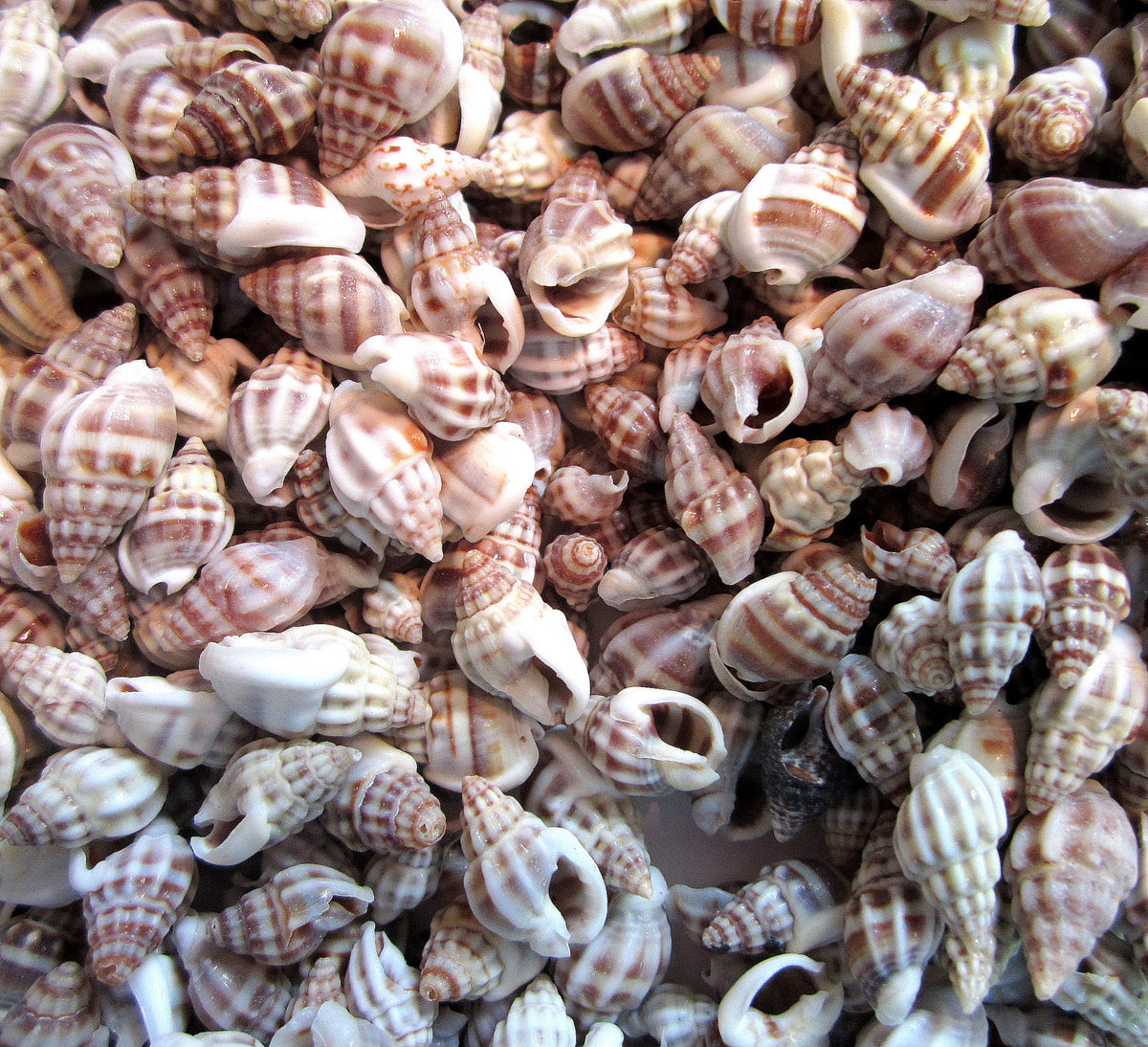 Knobby Nassa Seashells, Tiny Craft Shells, Tiny Jewelry Making Shells ...