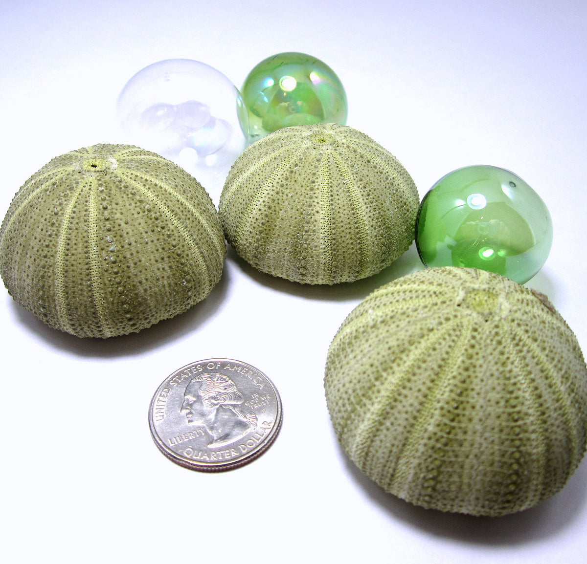 Green Sea Urchin Shells, Beach Decor Air Plant Seashells, Nautical Str ...