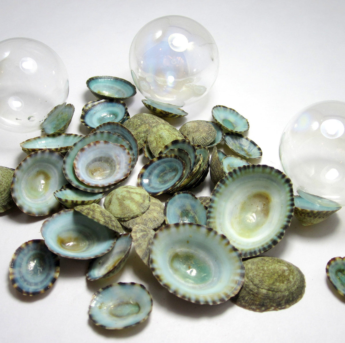 2OZ Limpet Seashells, Aqua Green Beach Wedding Shell, Limpet Craft She ...