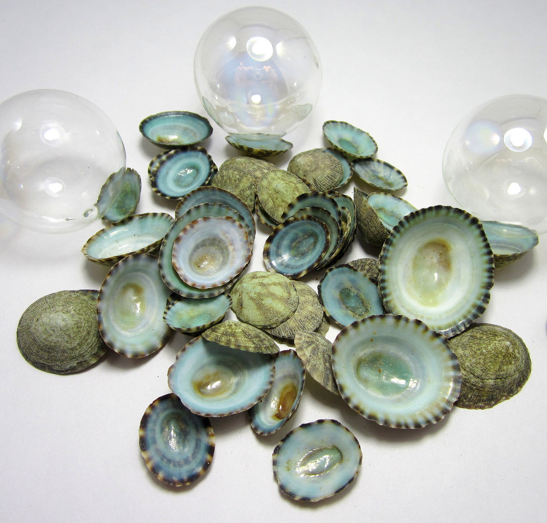2OZ Limpet Seashells, Aqua Green Beach Wedding Shell, Limpet Craft She ...