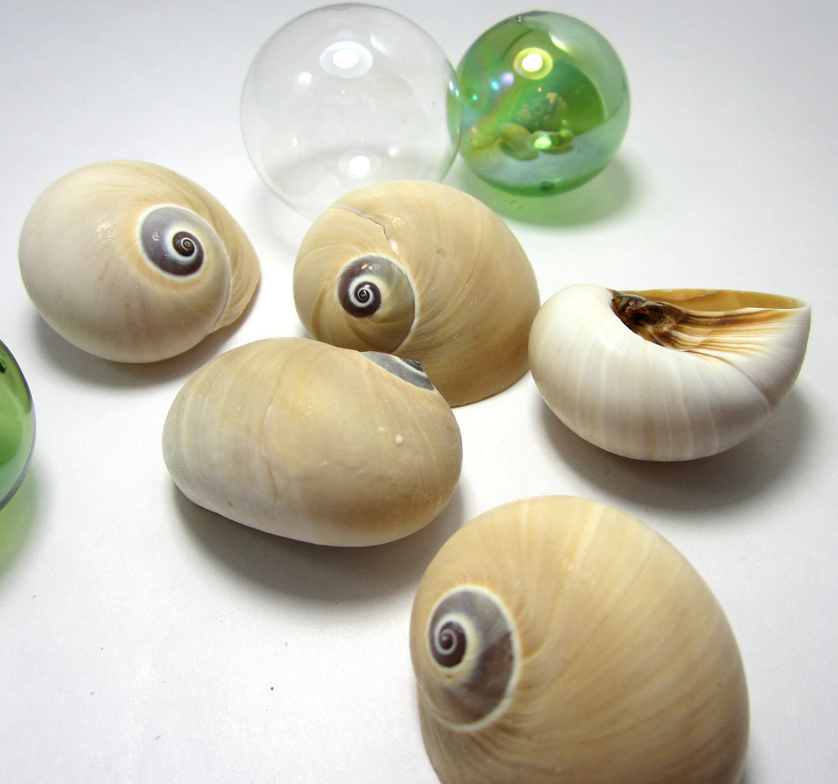 Nautical Decor Whales Eye Seashells, Beach Decor Shark Eye, Moon Snail ...