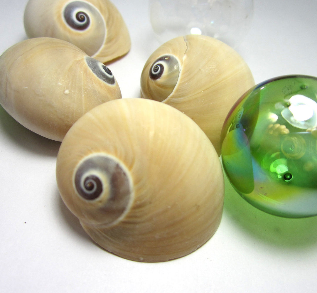 Nautical Decor Whales Eye Seashells, Beach Decor Shark Eye, Moon Snail ...