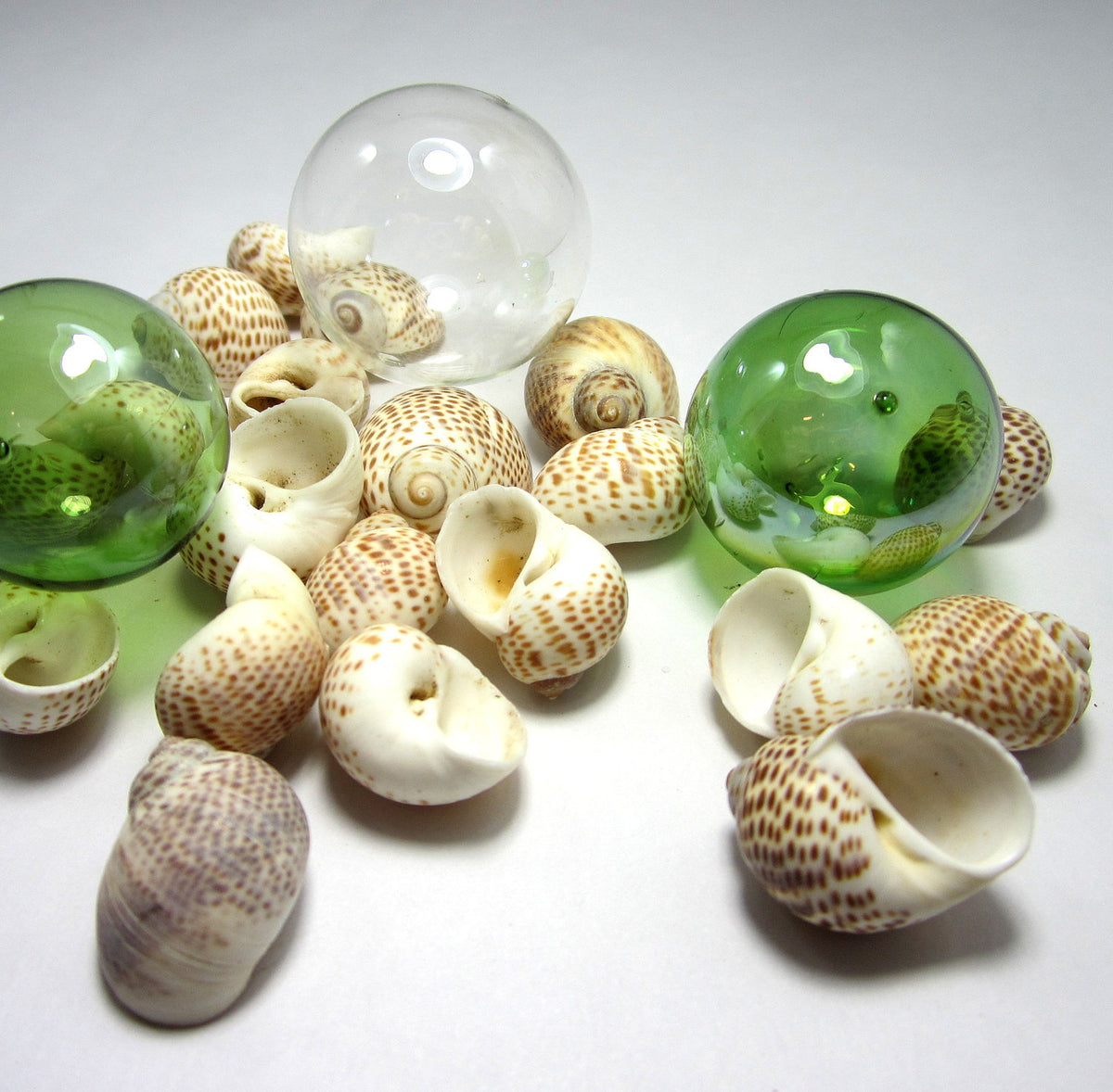 12PC Natica Tigrina Moon Shell, Brown Spotted Seashell for Beach Weddi ...