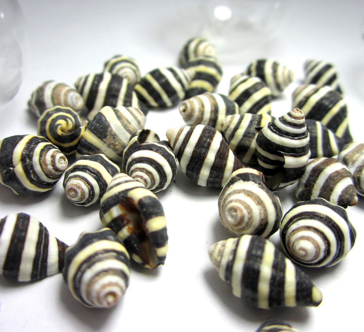 Beehive Shells, Black & White Bee Hive Snail, Black & White Seashells ...