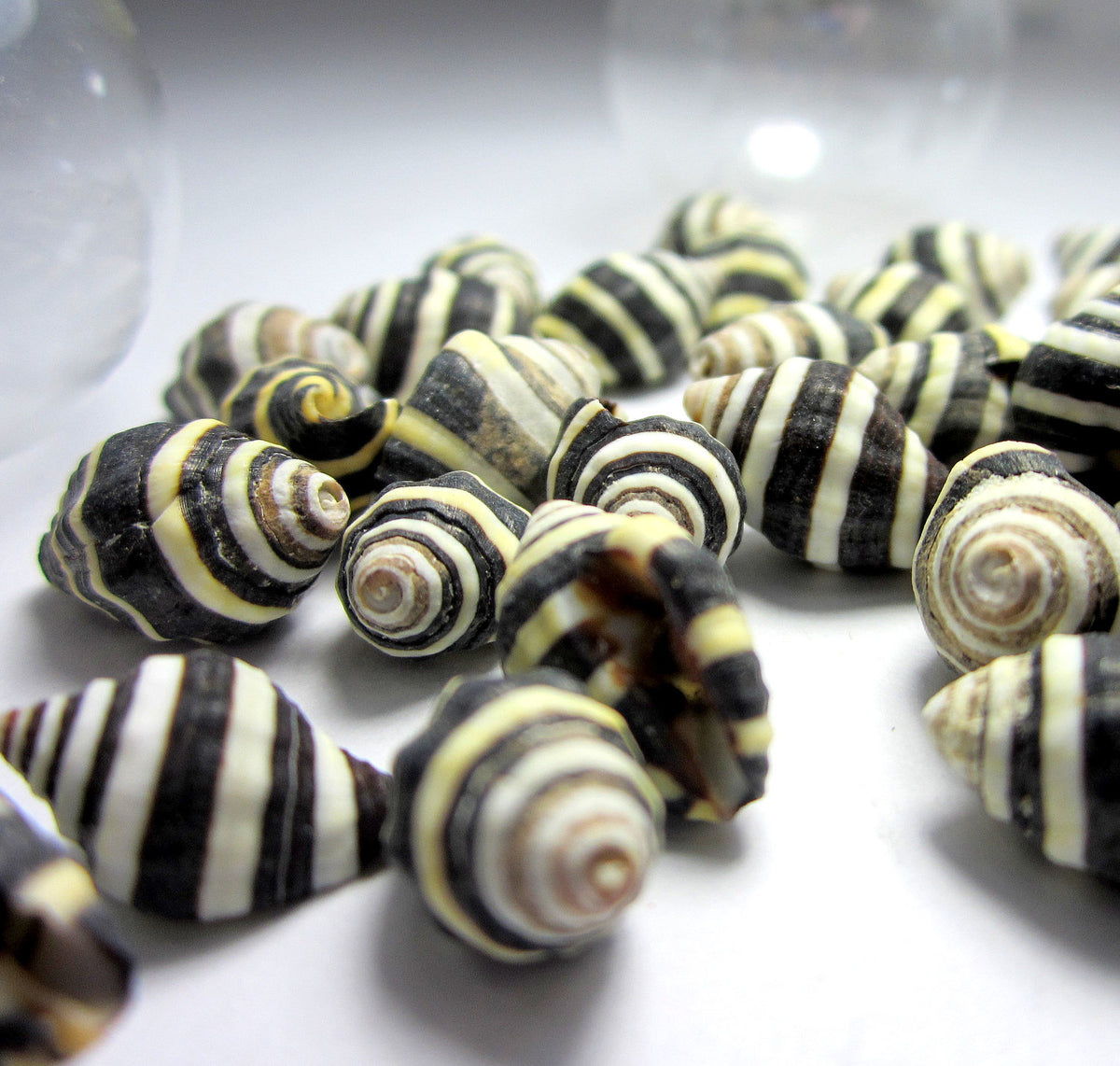 Beehive Shells, Black & White Bee Hive Snail, Black & White Seashells ...