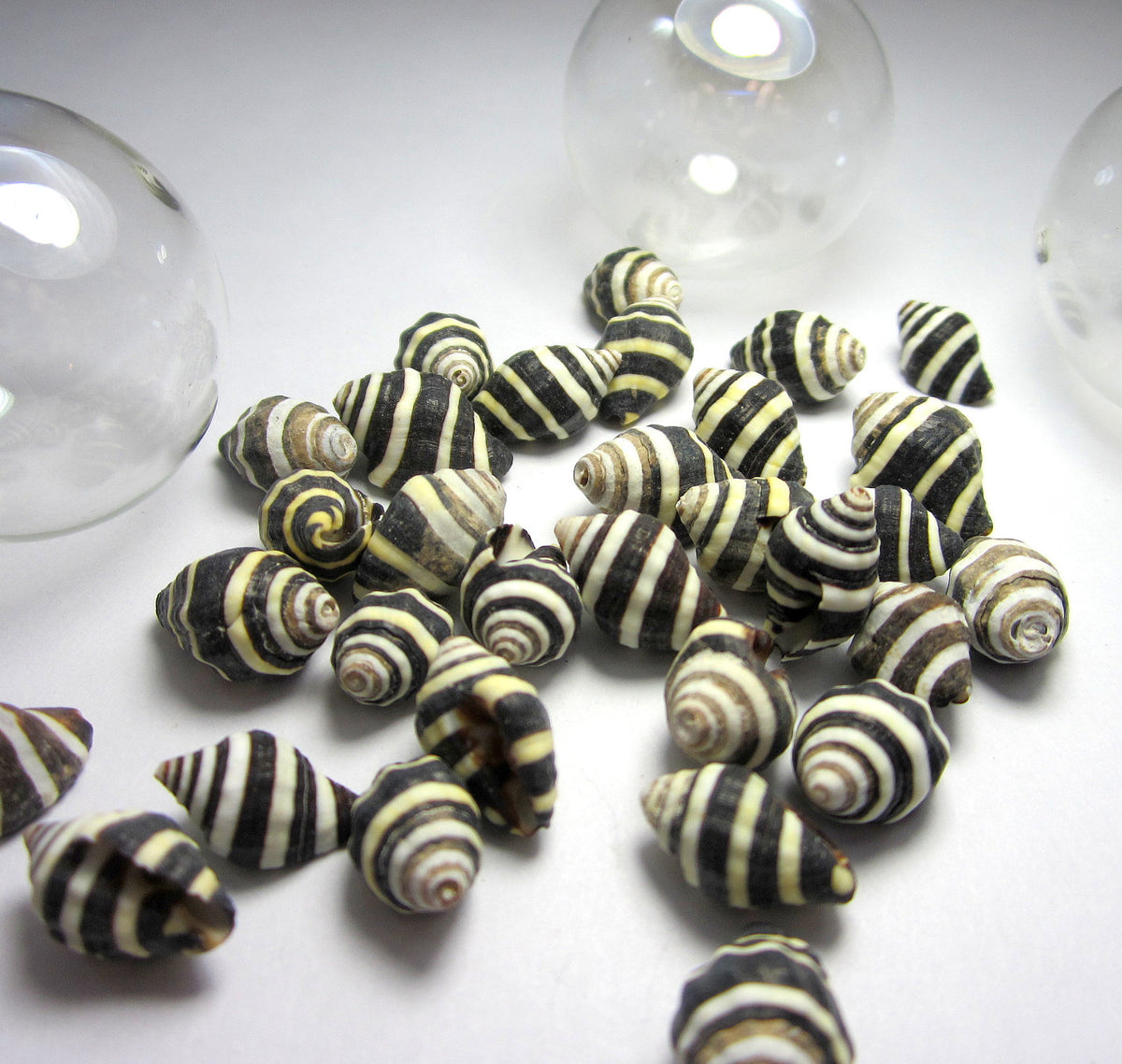 Beehive Shells, Black & White Bee Hive Snail, Black & White Seashells ...