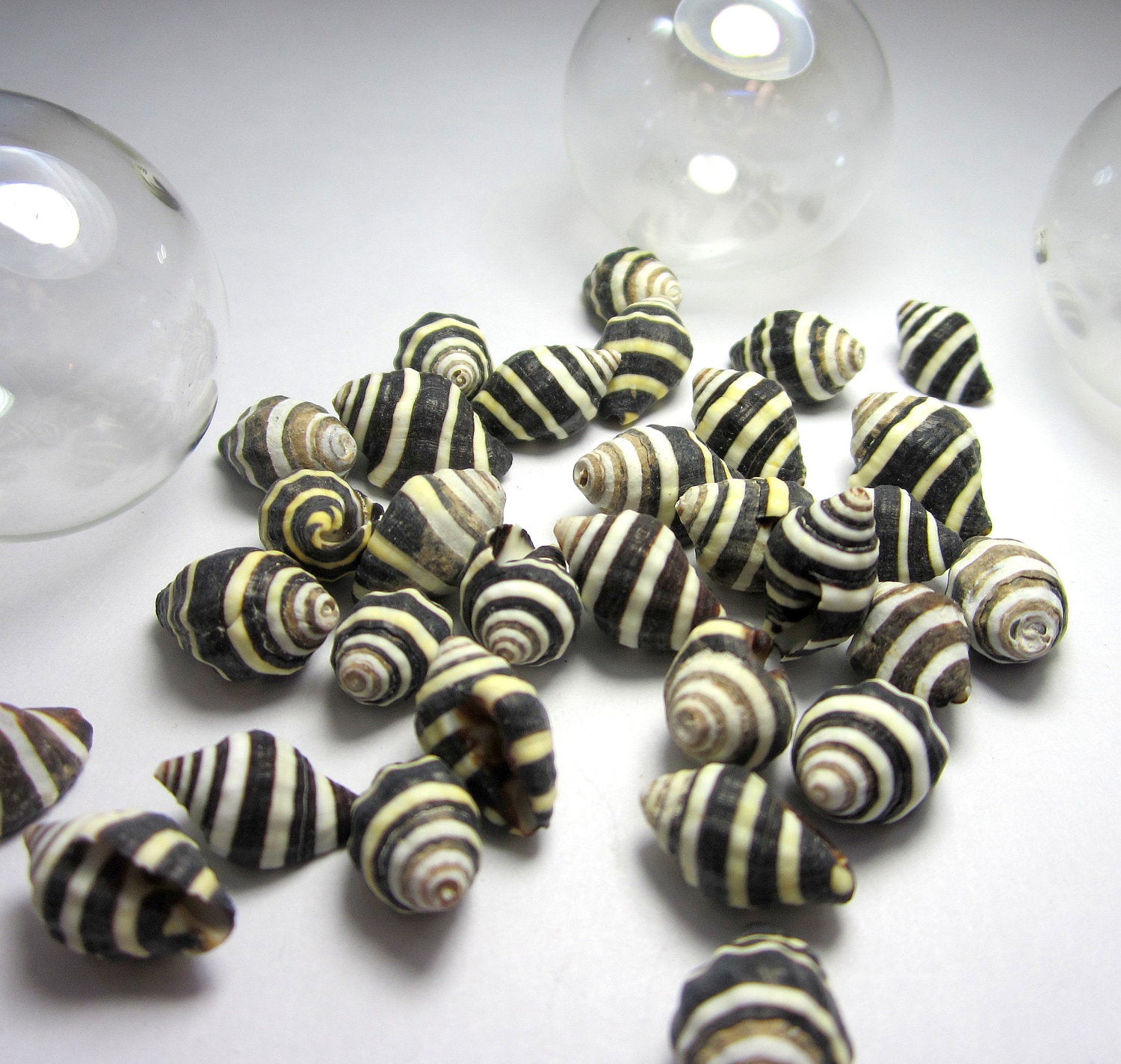Beehive Shells, Black & White Bee Hive Snail, Black & White Seashells ...