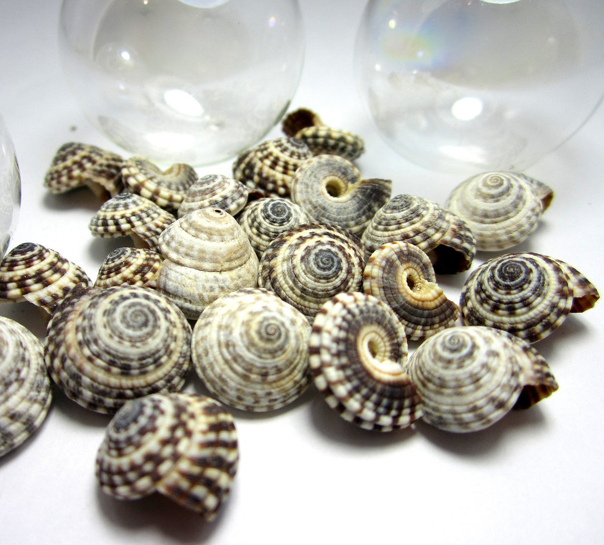 Nautical Decor Black Seashells, Beach Decor Heliacus Snail Shells ...