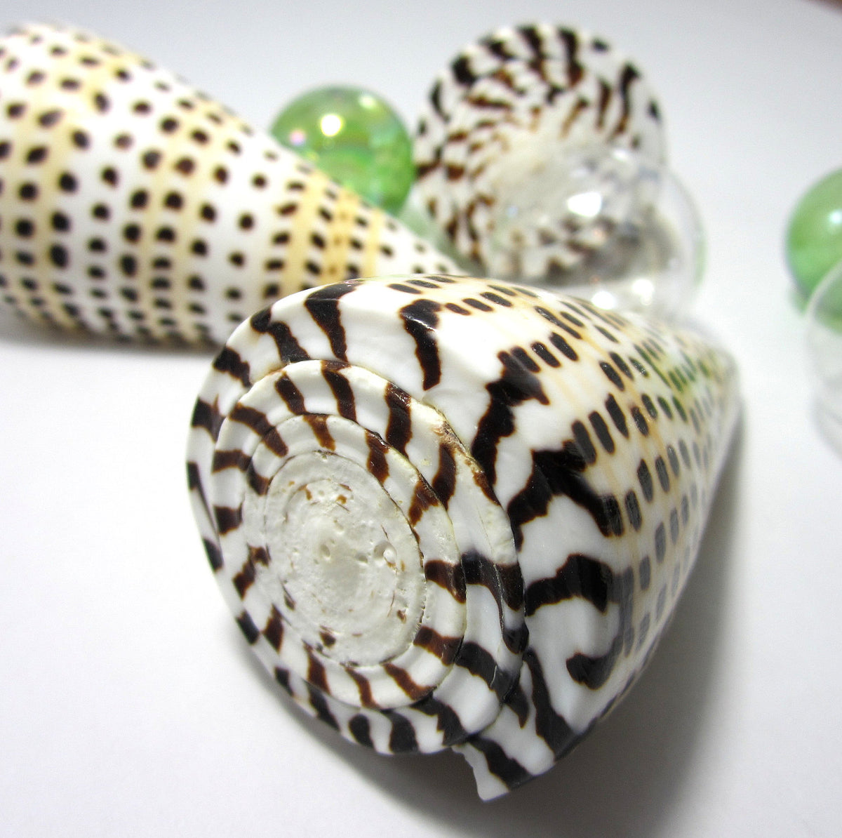 Letter Cone Seashells, Nautical Specimen Spotted Cone Shell, Conus She ...