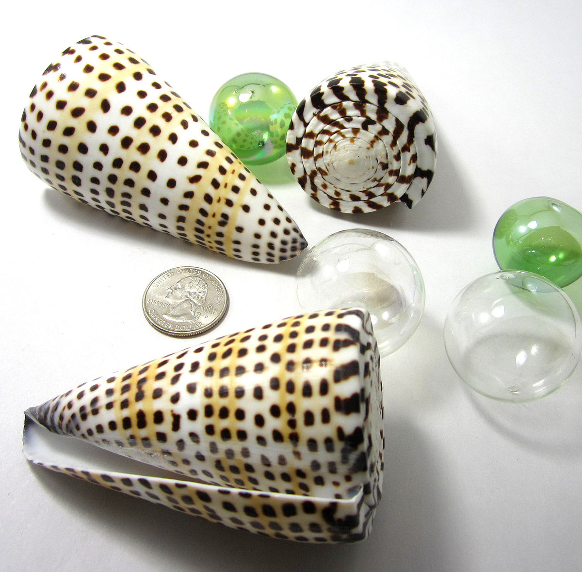 Letter Cone Seashells, Nautical Specimen Spotted Cone Shell, Conus She ...