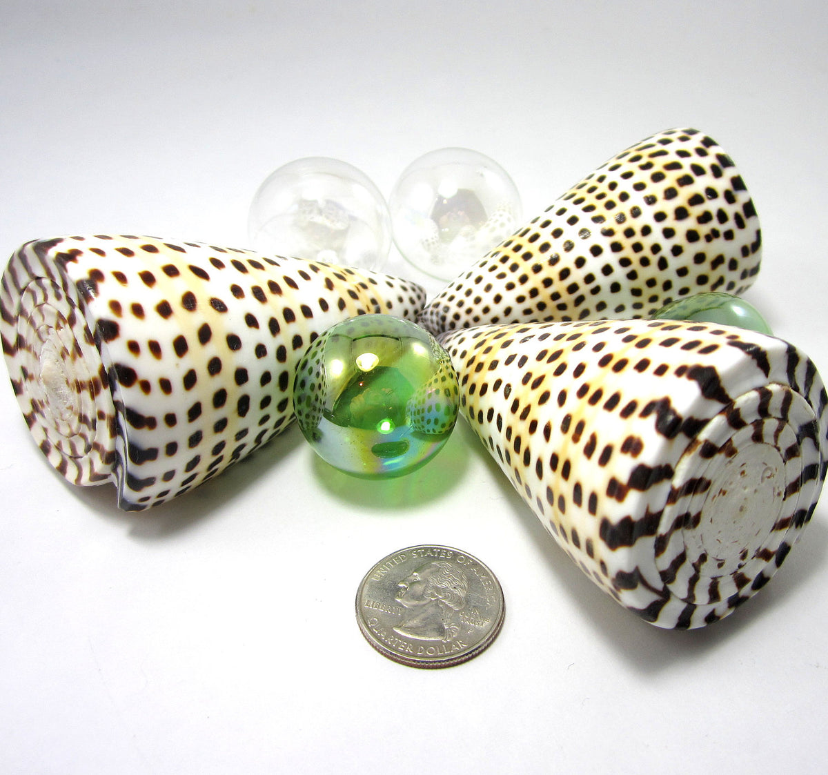 Letter Cone Seashells, Nautical Specimen Spotted Cone Shell, Conus She ...