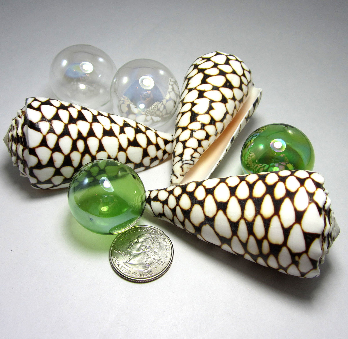 Beach Decor Conus Marmoreus Shell, Nautical Decor Coastal Cone Seashell ...