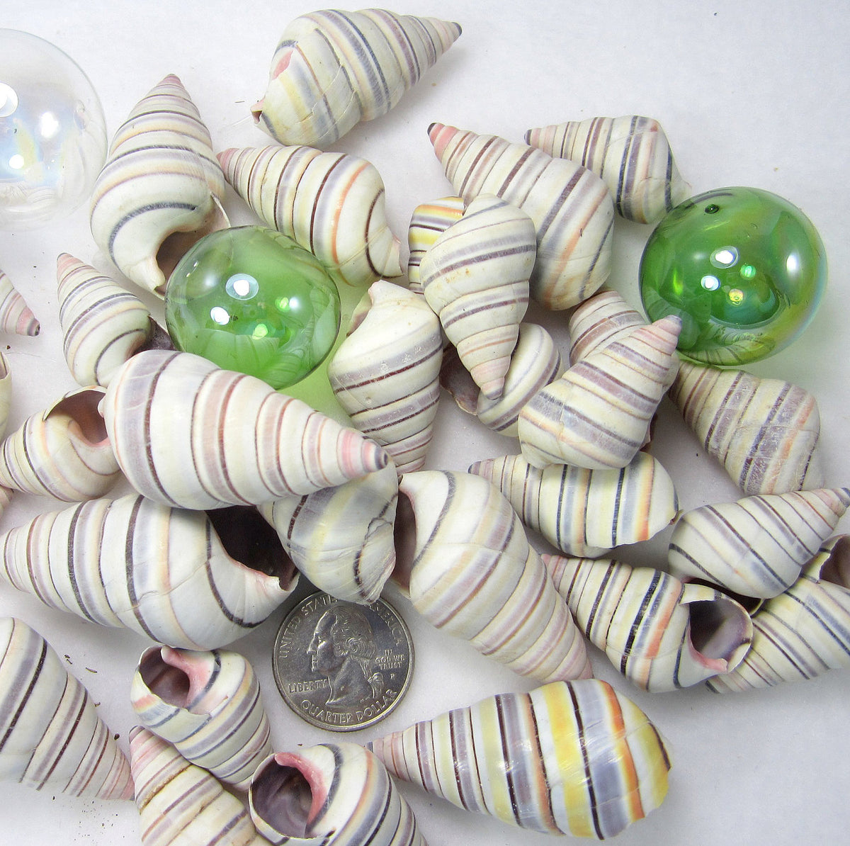 Haitian Tree Snail Shells, Striped Colorful Land Snail, Tree Snails ...