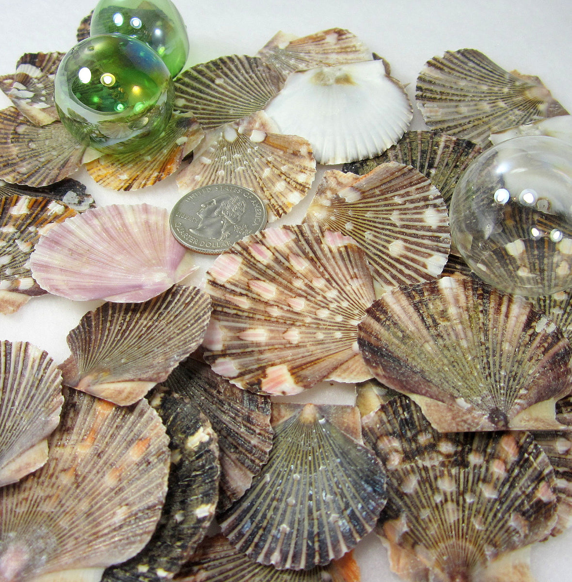 Nautical Decor Scallop Seashells, Beach Mexican Flat Scallop Shells ...