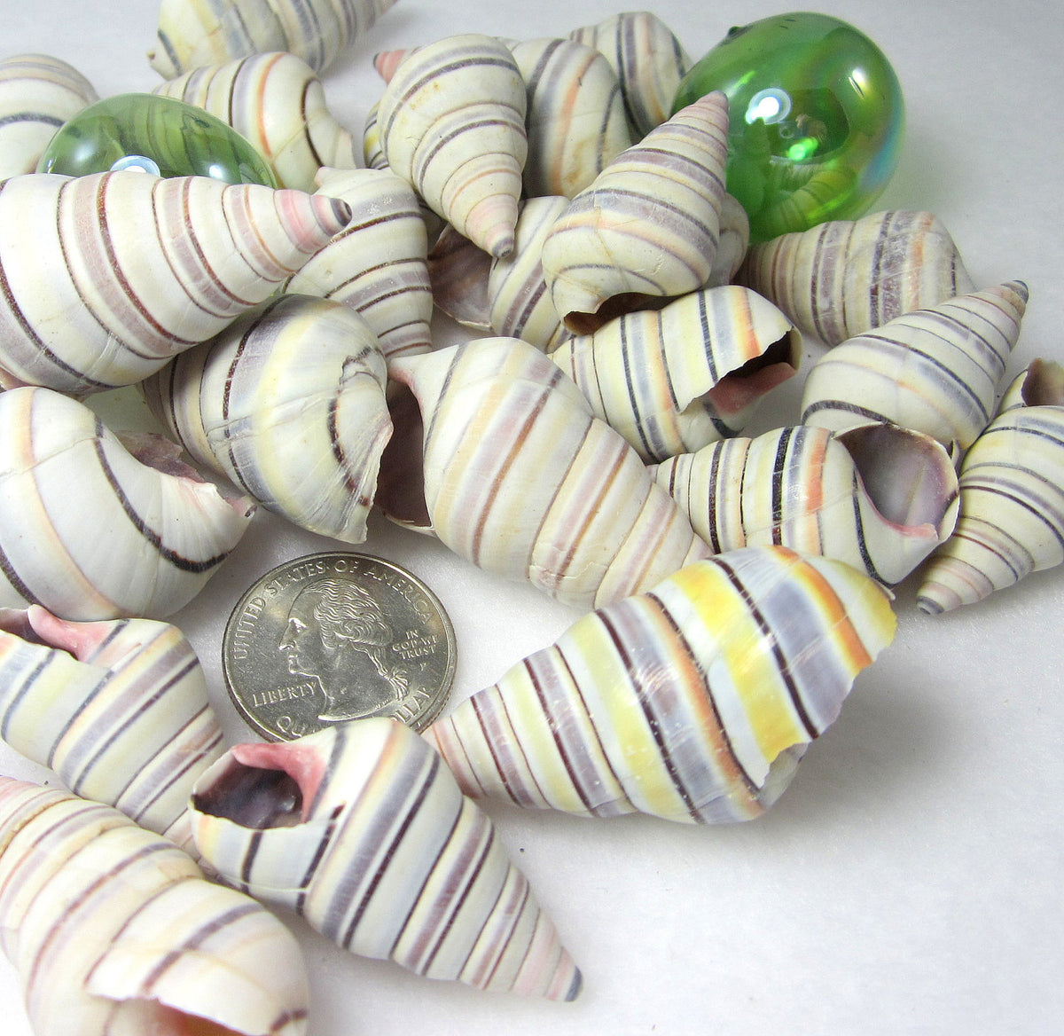 Haitian Tree Snail Shells, Striped Colorful Land Snail, Tree Snails ...