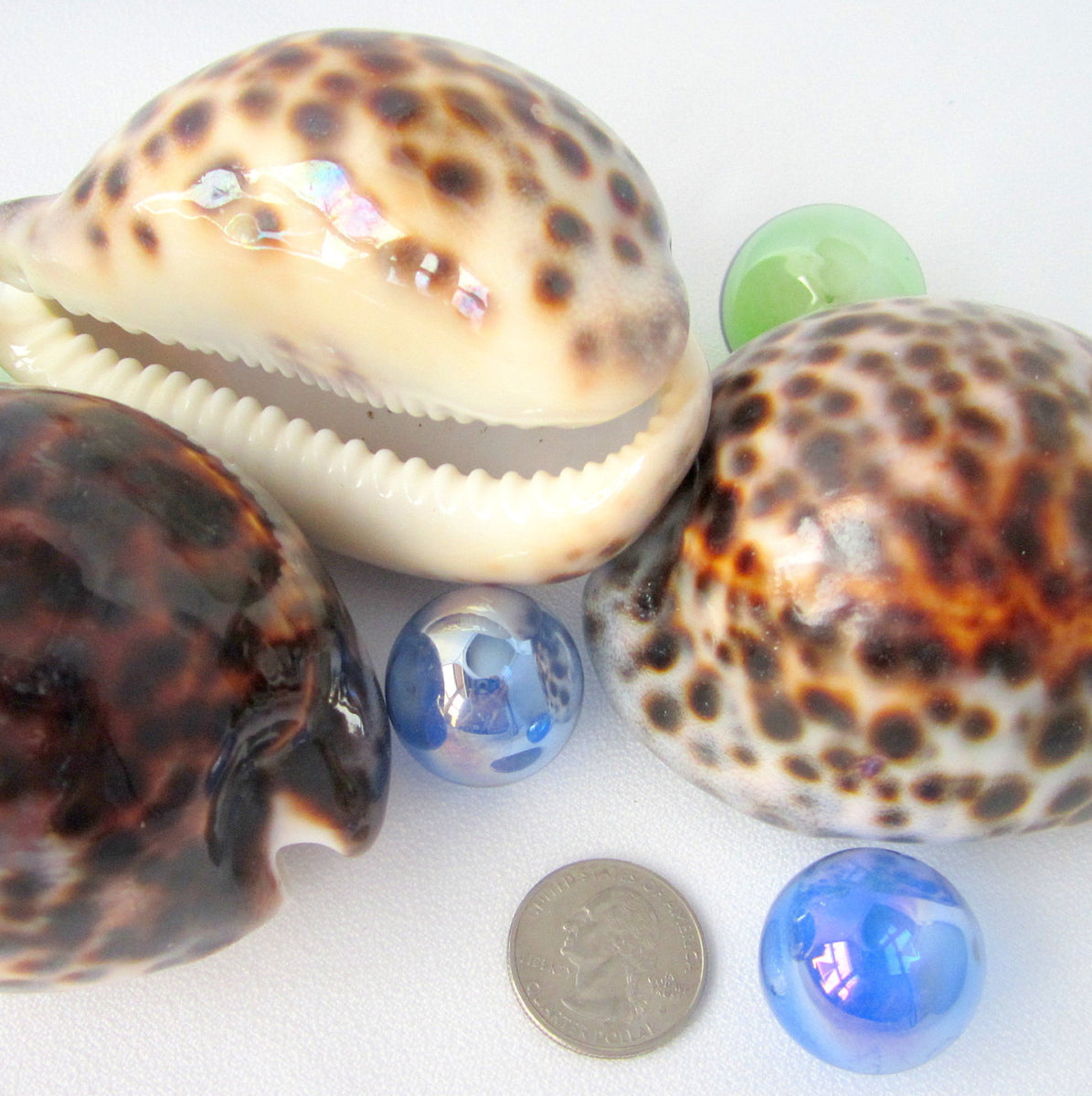 Tiger Cowrie Seashells, Large Spotted Tiger Cowrie Specimen Shell ...