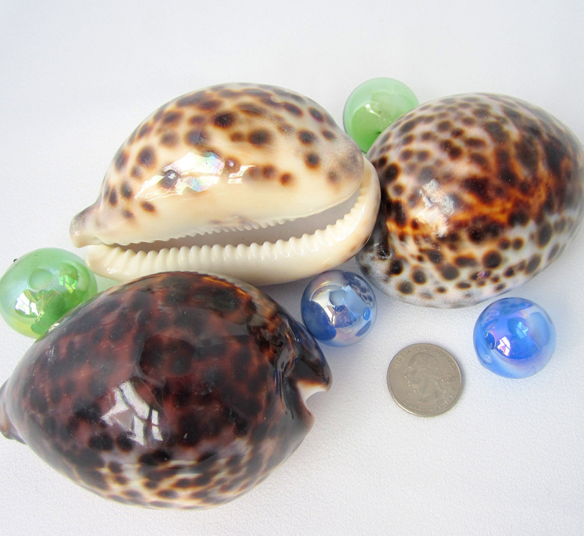 Tiger Cowrie Seashells, Large Spotted Tiger Cowrie Specimen Shell ...