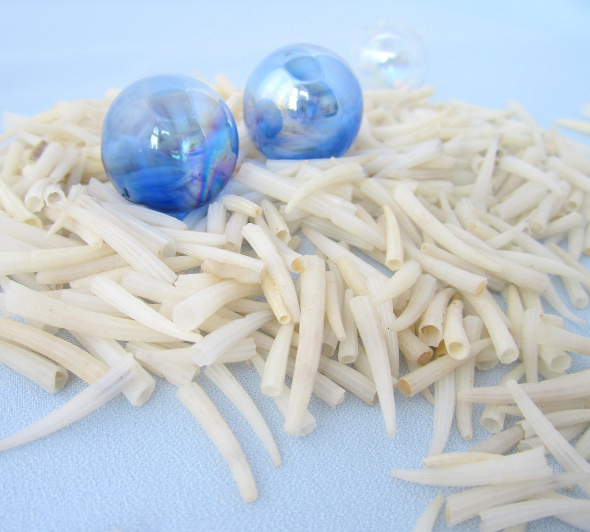 5OZ Tiny White Tusk Seashells, Bulk Craft Shells, Horn Shape White Wed ...