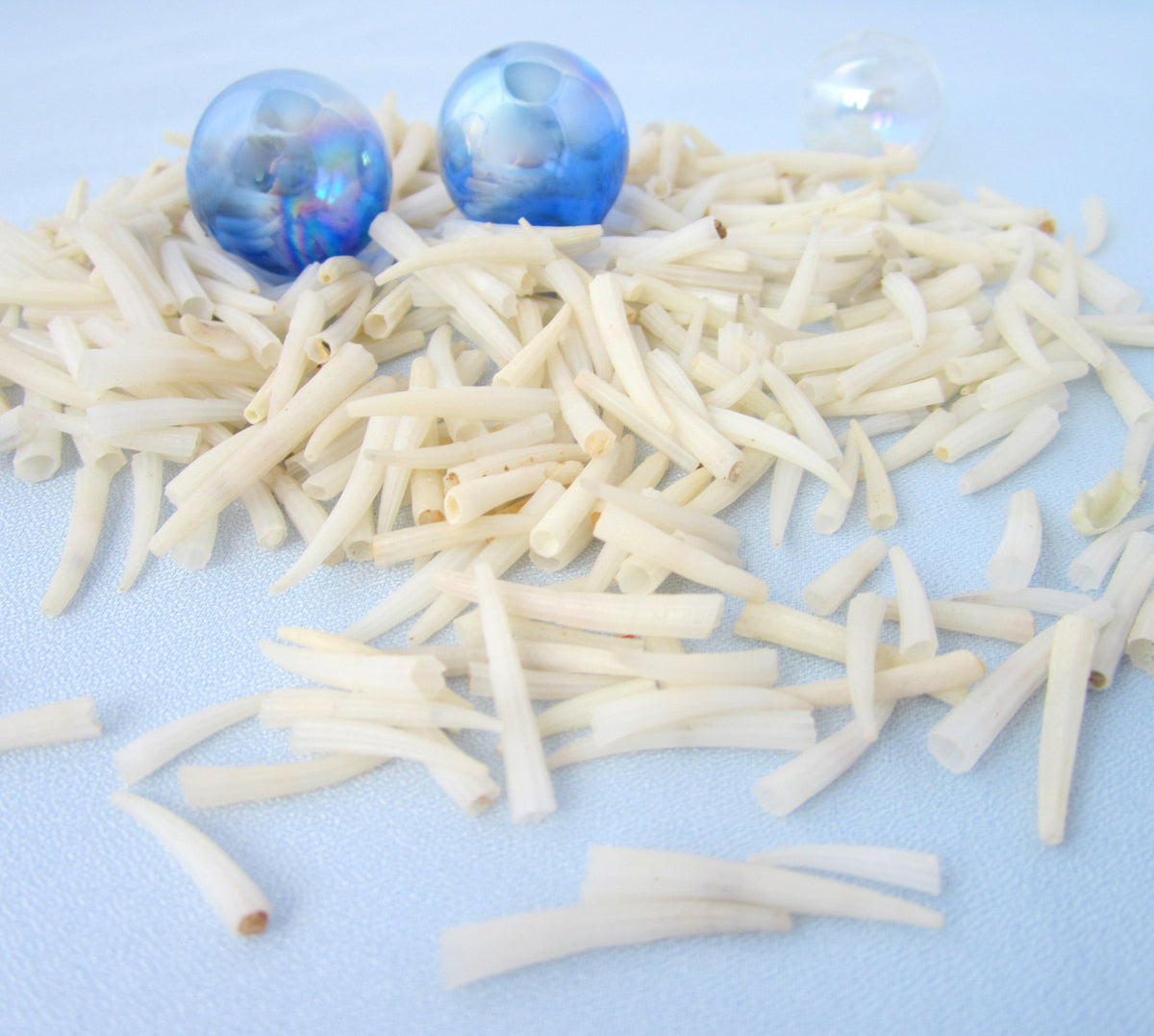 5OZ Tiny White Tusk Seashells, Bulk Craft Shells, Horn Shape White Wed ...