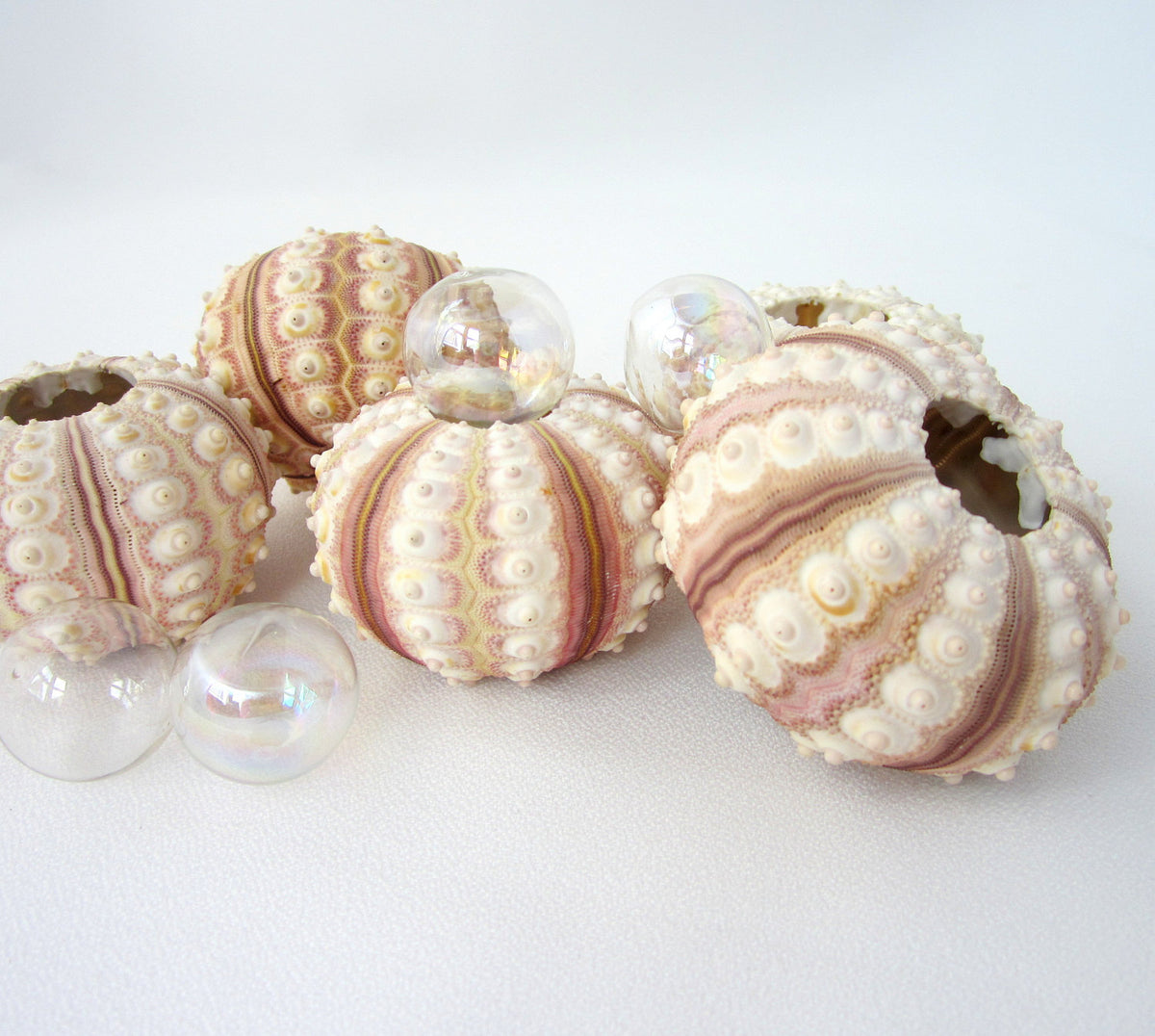 Beach Decor ROSE Sputnik Sea Urchin Shells, PINK Sea Urchin Seashells ...