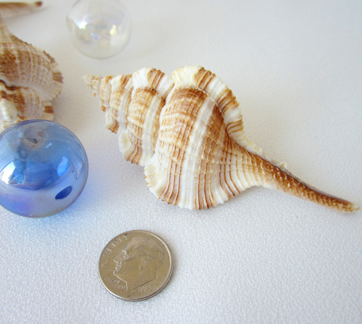 Snipes Bill Murex Shells, Beach Decor, Specimen Shell Nautical Decor ...