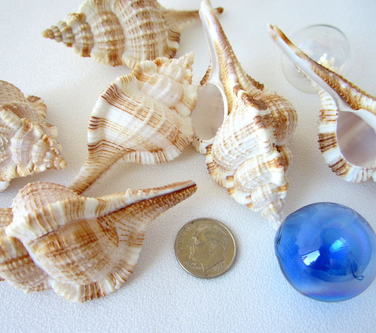 Snipes Bill Murex Shells, Beach Decor, Specimen Shell Nautical Decor ...