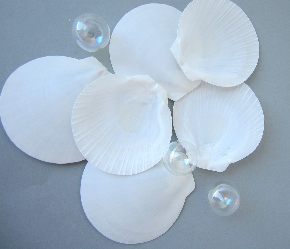 24PC White Sun Moon Shells, Beach Wedding Place Card White Seashells ...