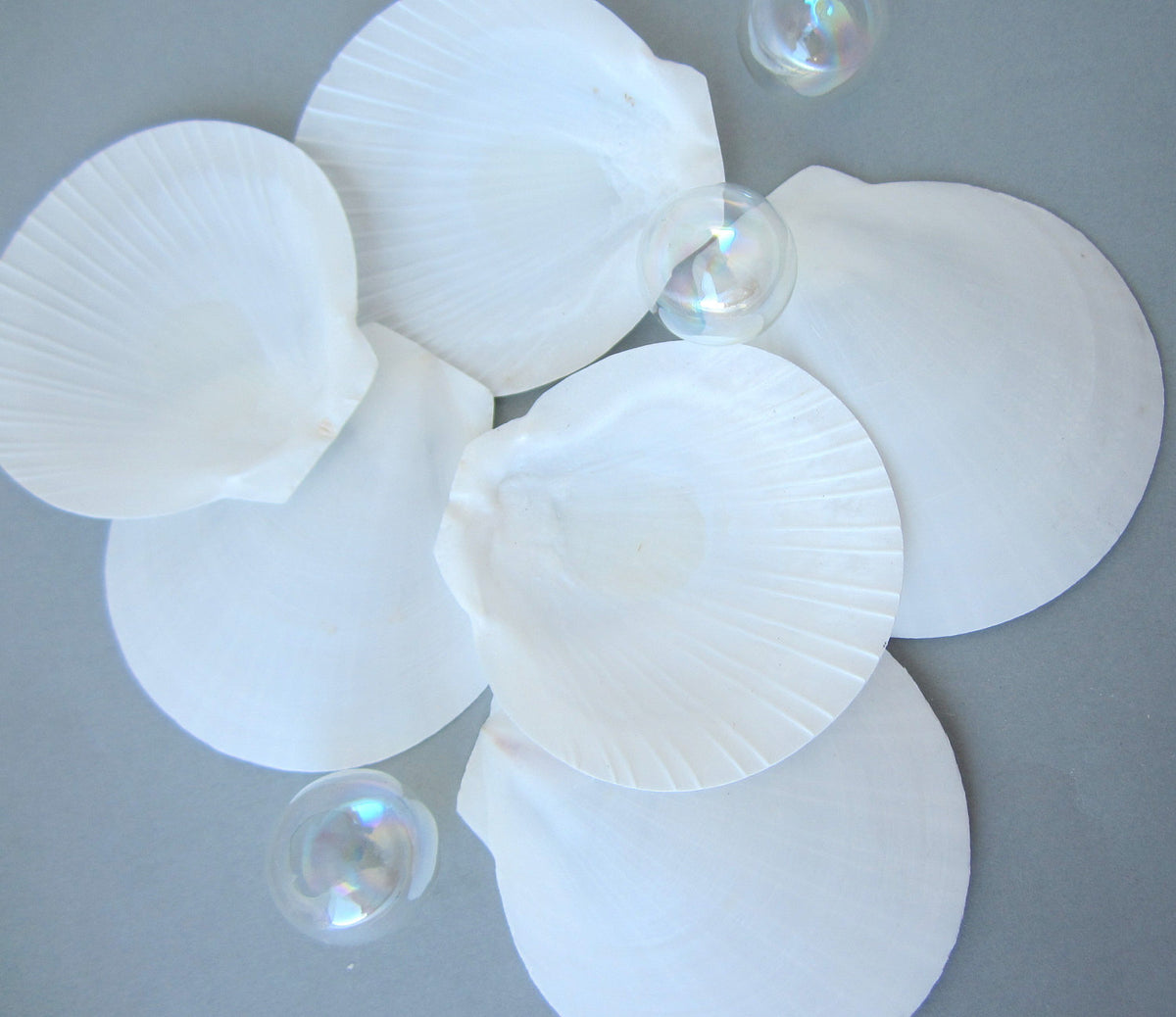 24PC White Sun Moon Shells, Beach Wedding Place Card White Seashells ...