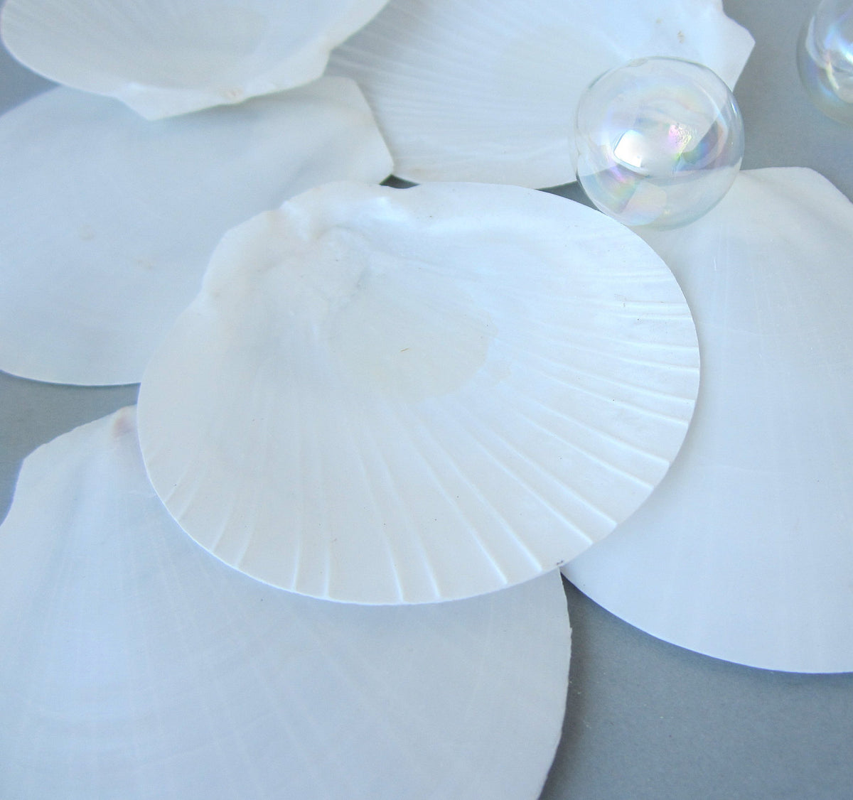 24PC White Sun Moon Shells, Beach Wedding Place Card White Seashells ...