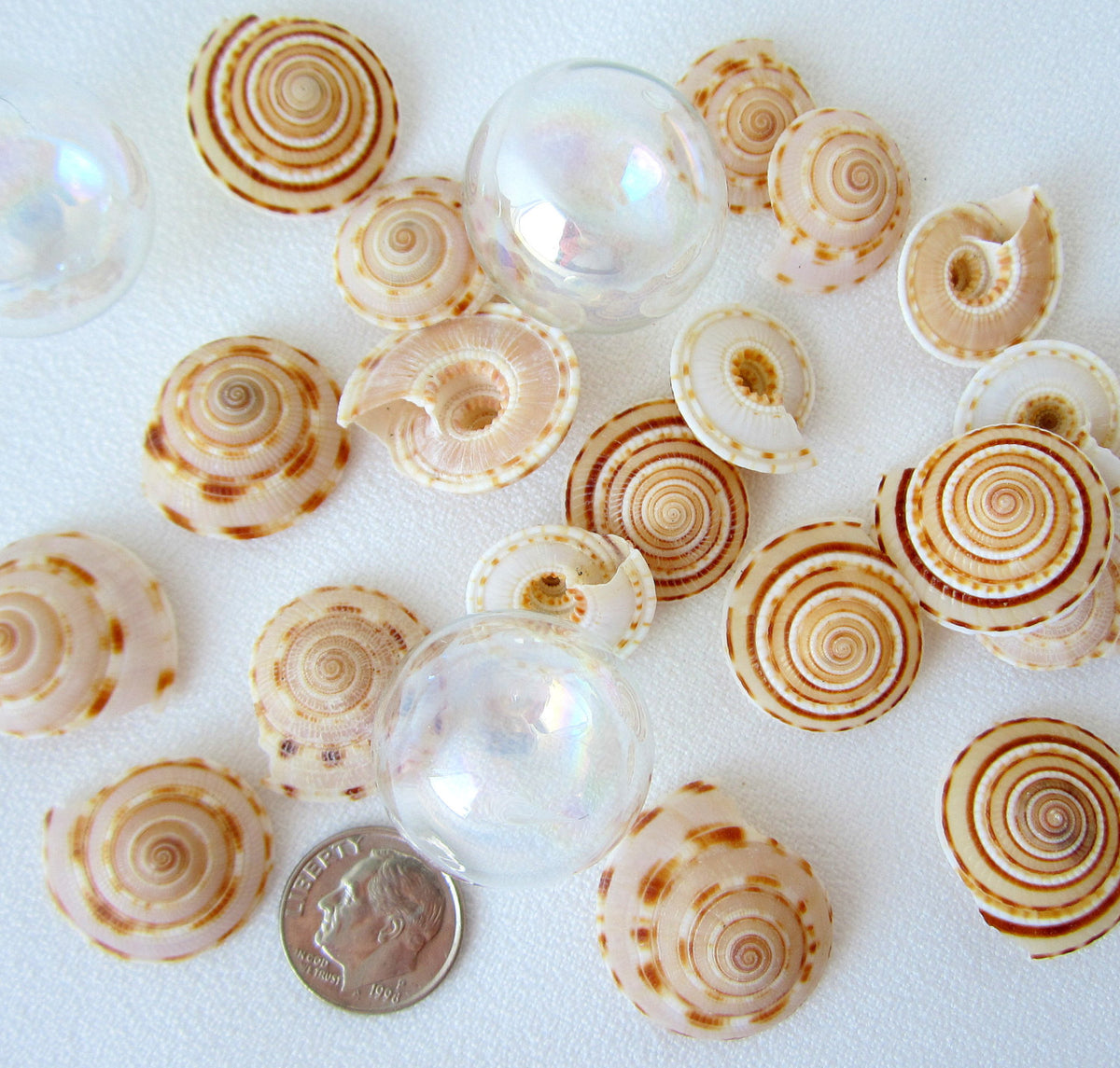 Beach Nautical Decor Baby Sundial Seashells, Coastal Sun Dial Shells ...