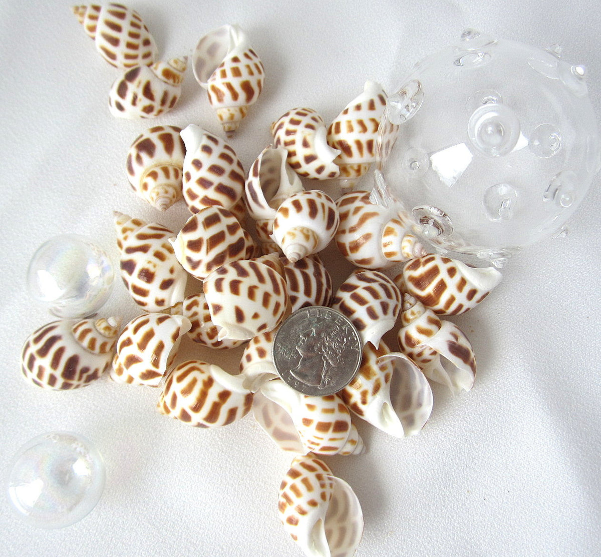 Beach Decor Babylonia Areolata Seashells, Nautical Decor Spotted Shell ...