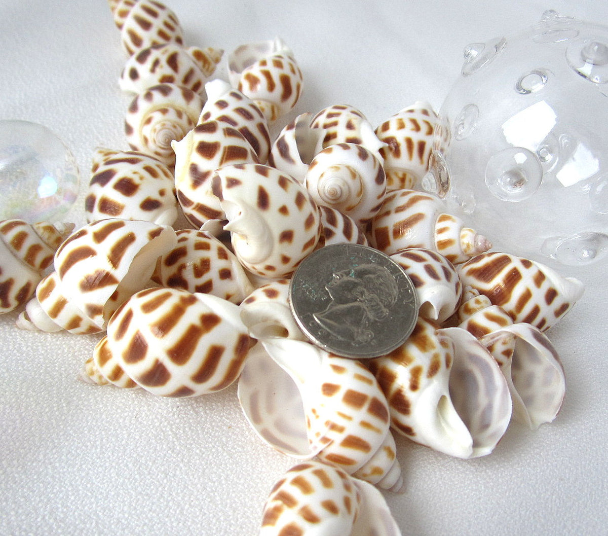 Beach Decor Babylonia Areolata Seashells, Nautical Decor Spotted Shell ...