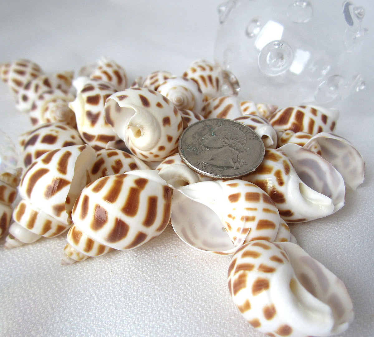 Beach Decor Babylonia Areolata Seashells, Nautical Decor Spotted Shell ...