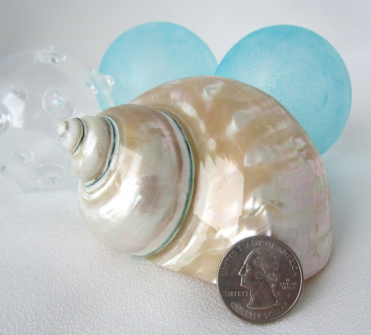 Beach Decor Pearl Turban Shell, Nautical Pearl Turbo Wedding Shell ...