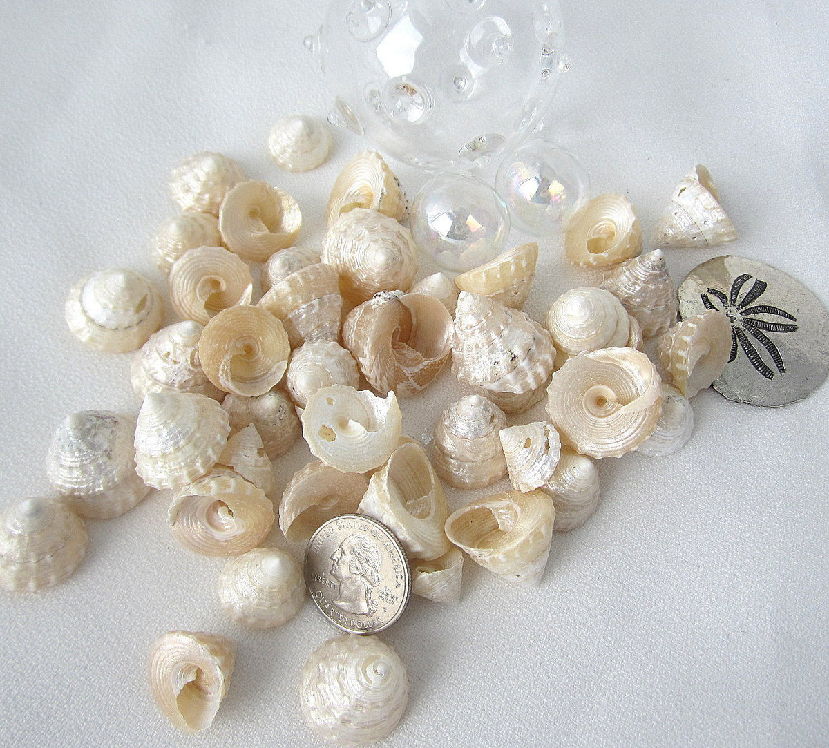 50PC Pearl Seashells, Astrea Pearl Turban Shells, Pearl Turbo Shells ...
