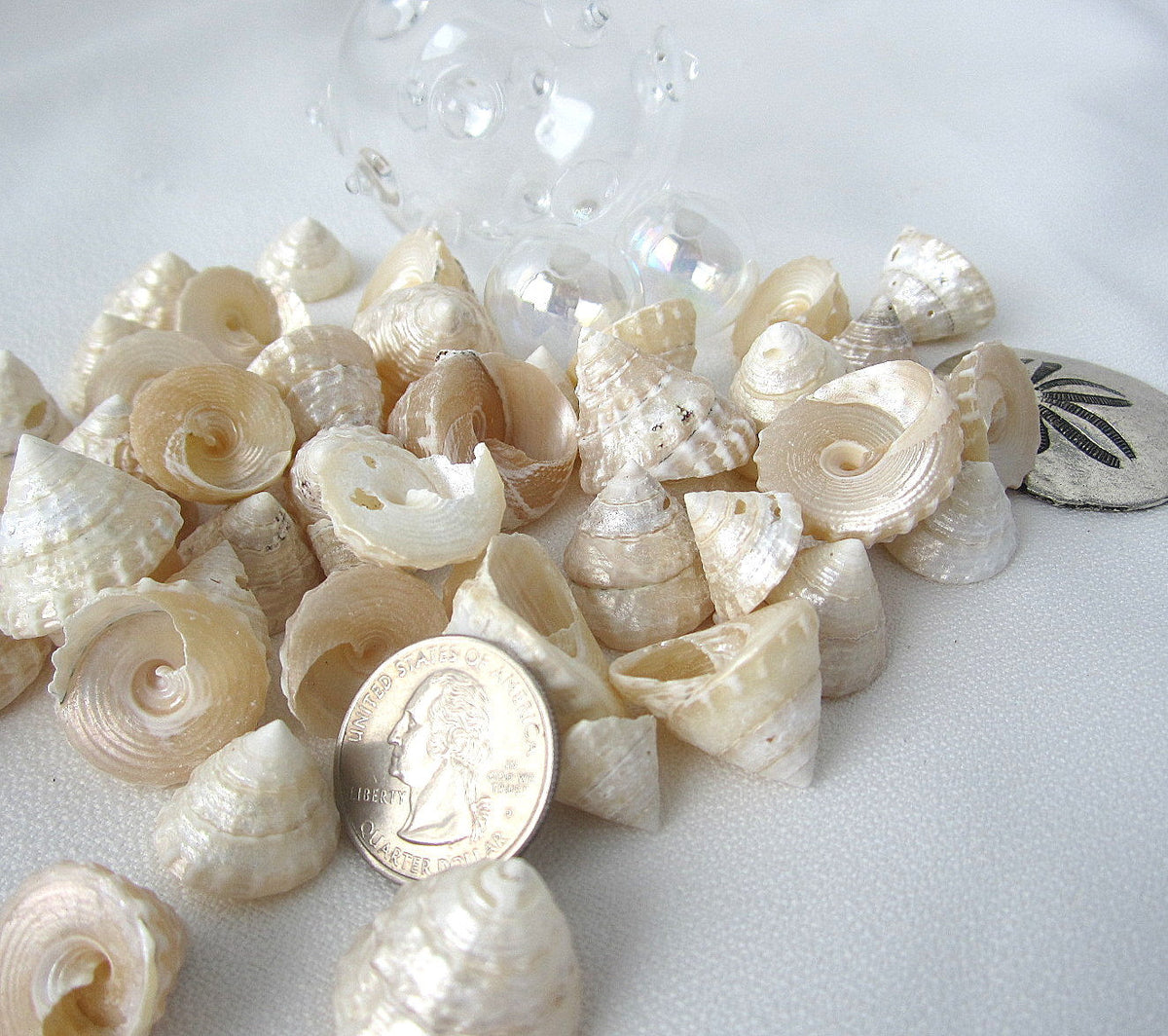 50PC Pearl Seashells, Astrea Pearl Turban Shells, Pearl Turbo Shells ...