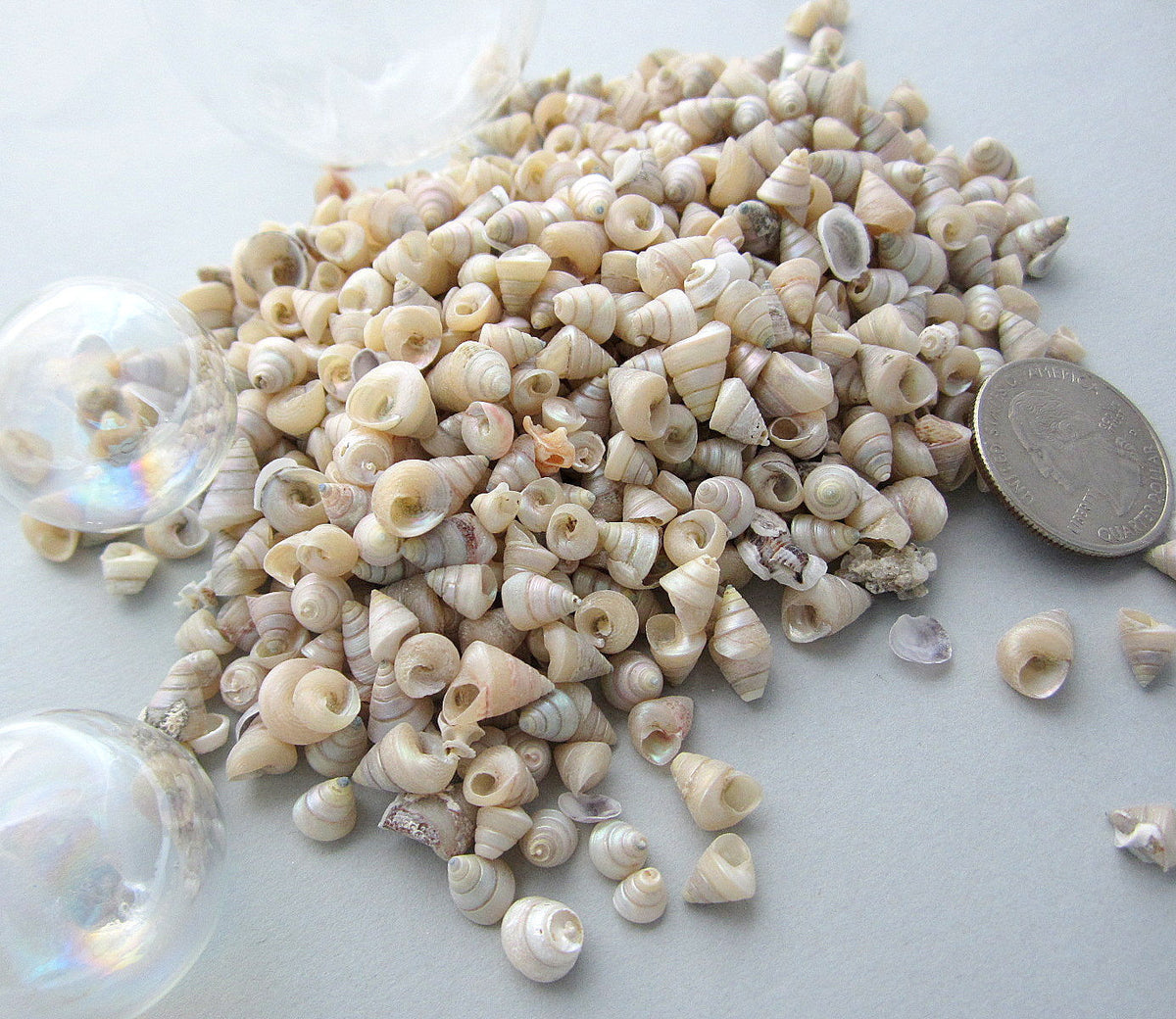 Beach Decor Tiny Top Seashells, Nautical Decor Tiny Top Shells, Tiny ...