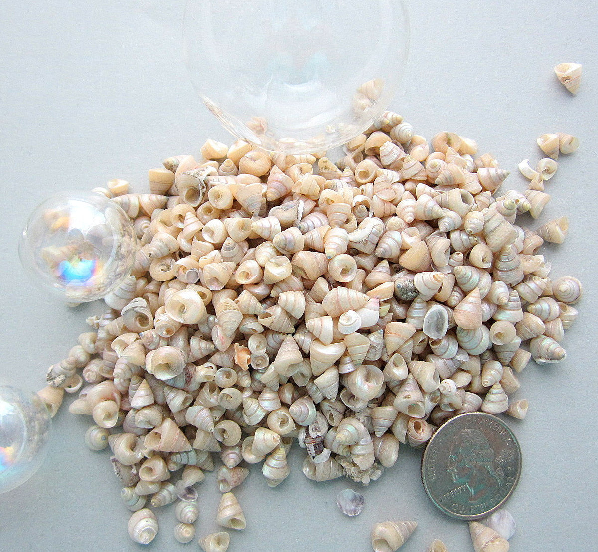 Beach Decor Tiny Top Seashells, Nautical Decor Tiny Top Shells, Tiny ...