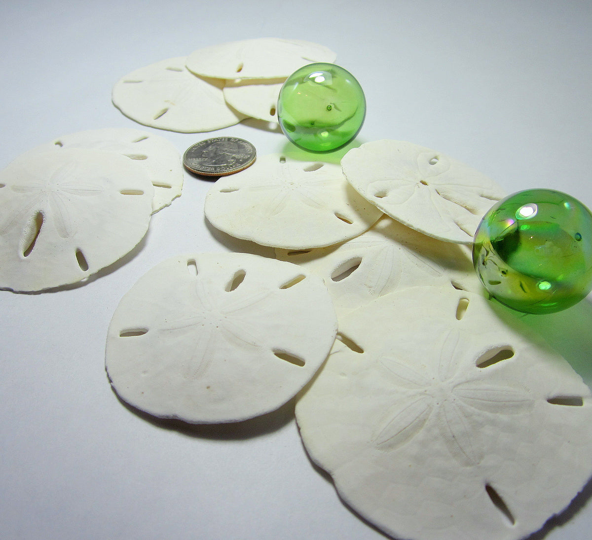 Sand Dollars, Beach Wedding Decor White Sand Dollar Shells, LARGE SIZE ...