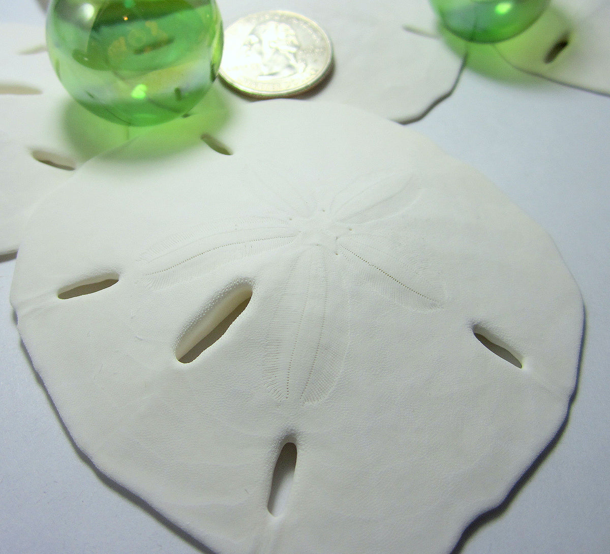 Sand Dollars, Beach Wedding Decor White Sand Dollar Shells, LARGE SIZE ...